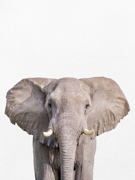 Elephant Print, Elephant Wall Art, Elephant Decor, Living Room Art, Fa ...